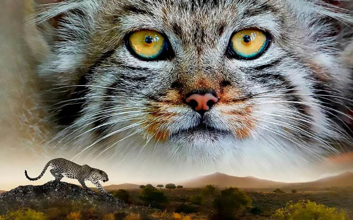 Exposition inédite sur les félins ouvre ses portes à Paris