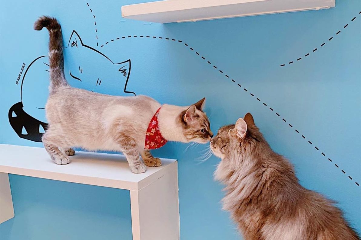 Un incroyable hôtel pour chat à Paris a ouvert ses portes
